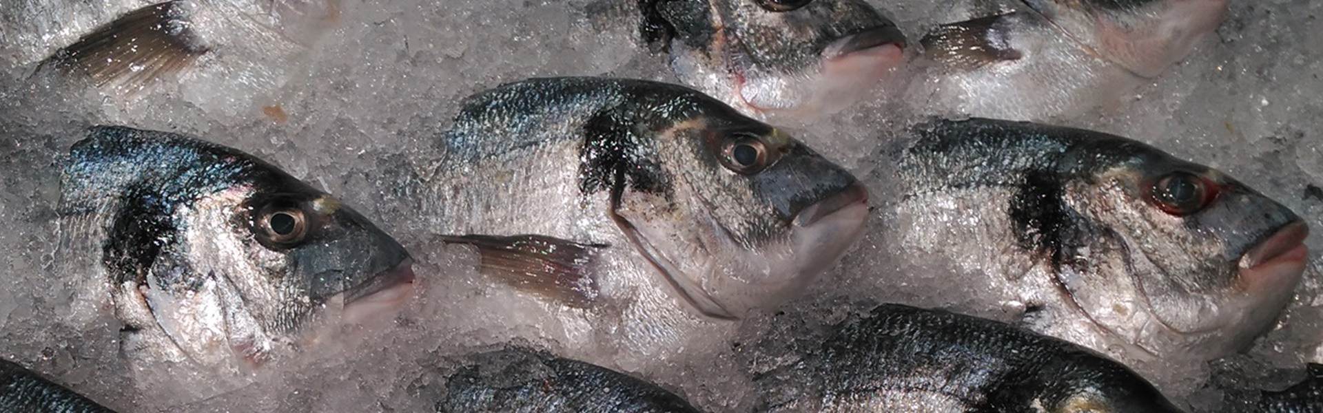 Comprar online Dorada (Sparus aurata) | Pescadería D´ANZUELO